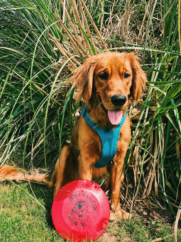 Menu - Pangea Tavern